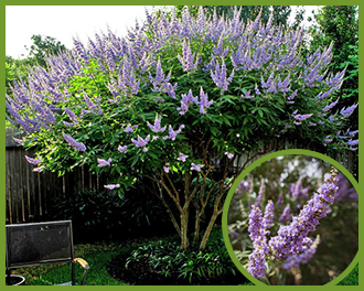 Top Flowering Trees & Shrubs to Attract Hummingbirds & Butterflies